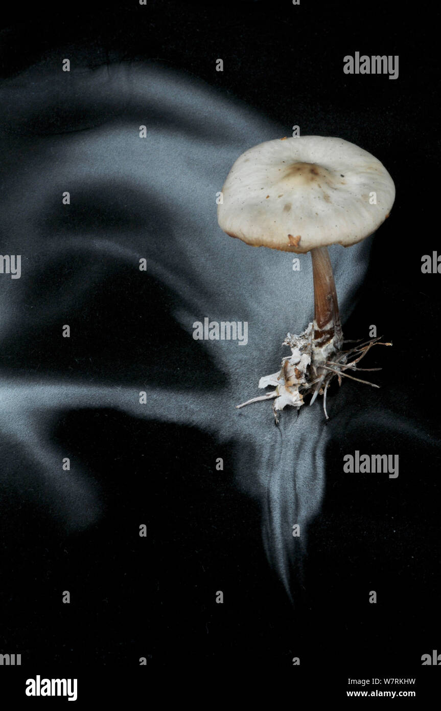 Collybia hi-res stock photography and images - Alamy