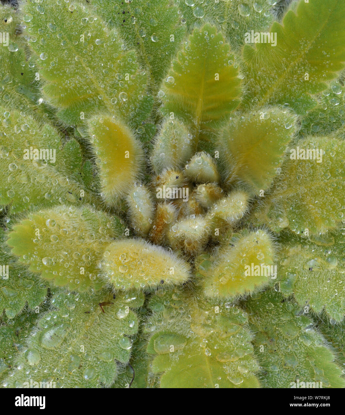 Panicled yellow poppy or Ginger snap (Meconopsis paniculata) covered in ...