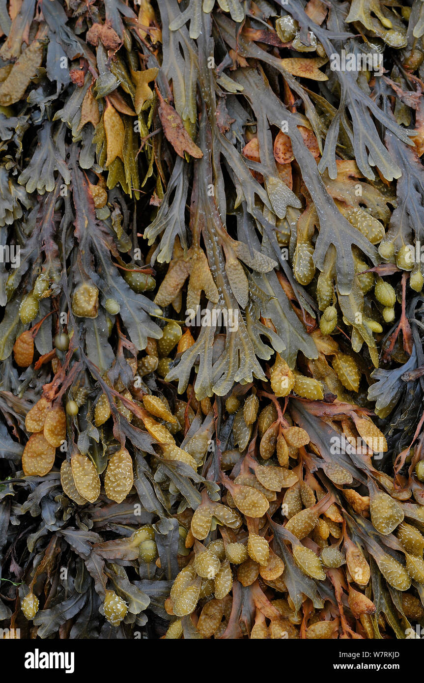 Bladder wrack (Fucus vesiculosis), Devon, England, UK, August Stock ...