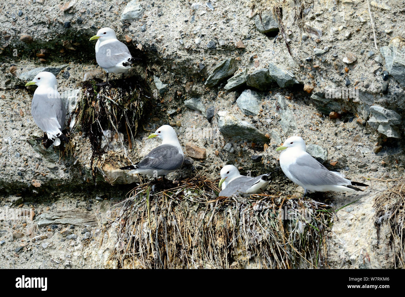 Cliff nesting gull hi-res stock photography and images - Alamy
