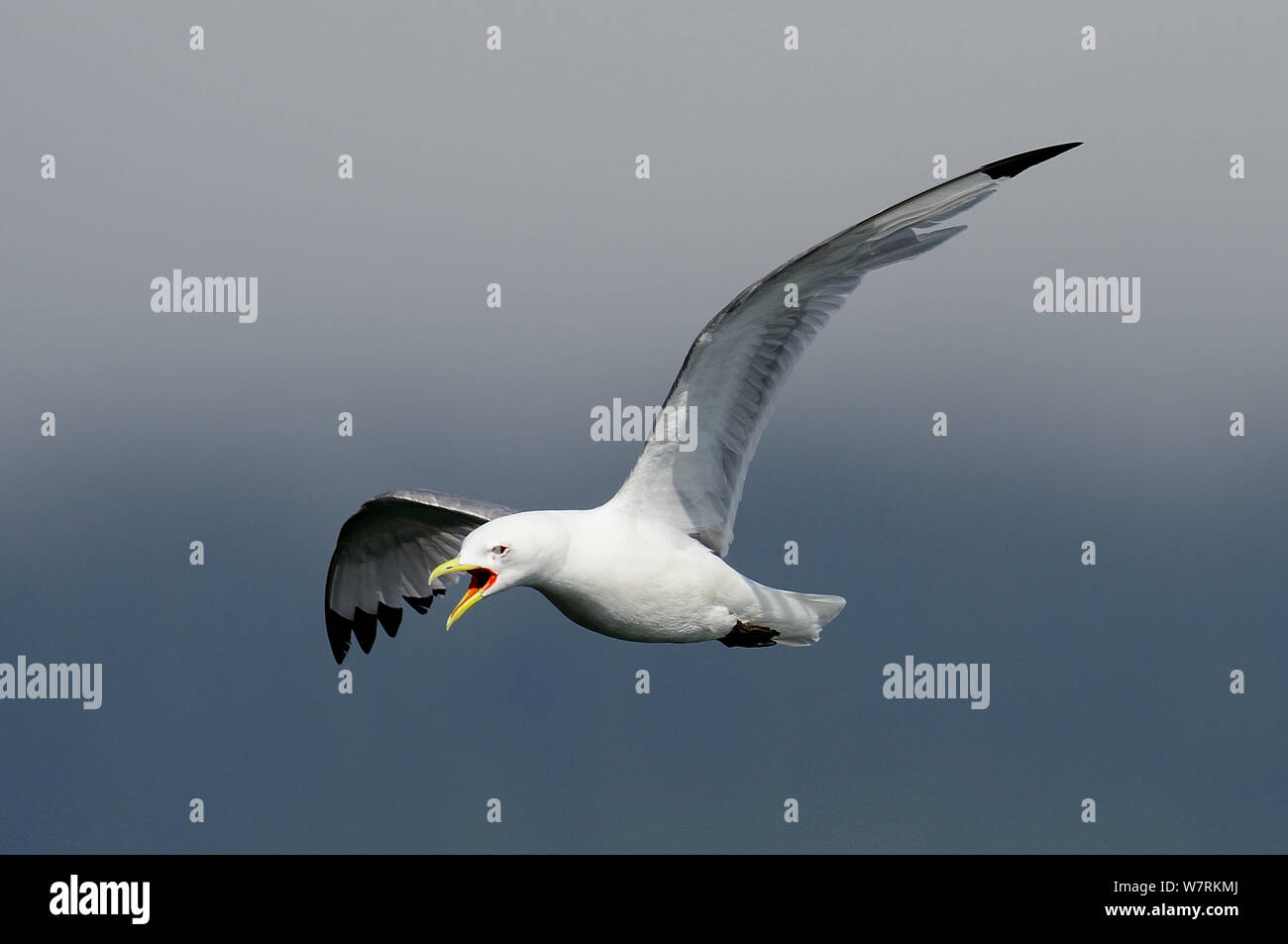 Kittiwake calling in flight hi-res stock photography and images - Alamy