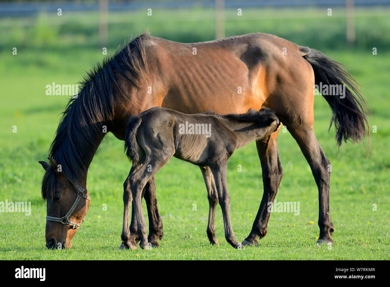 Old animals with young animals hi-res stock photography and images - Alamy