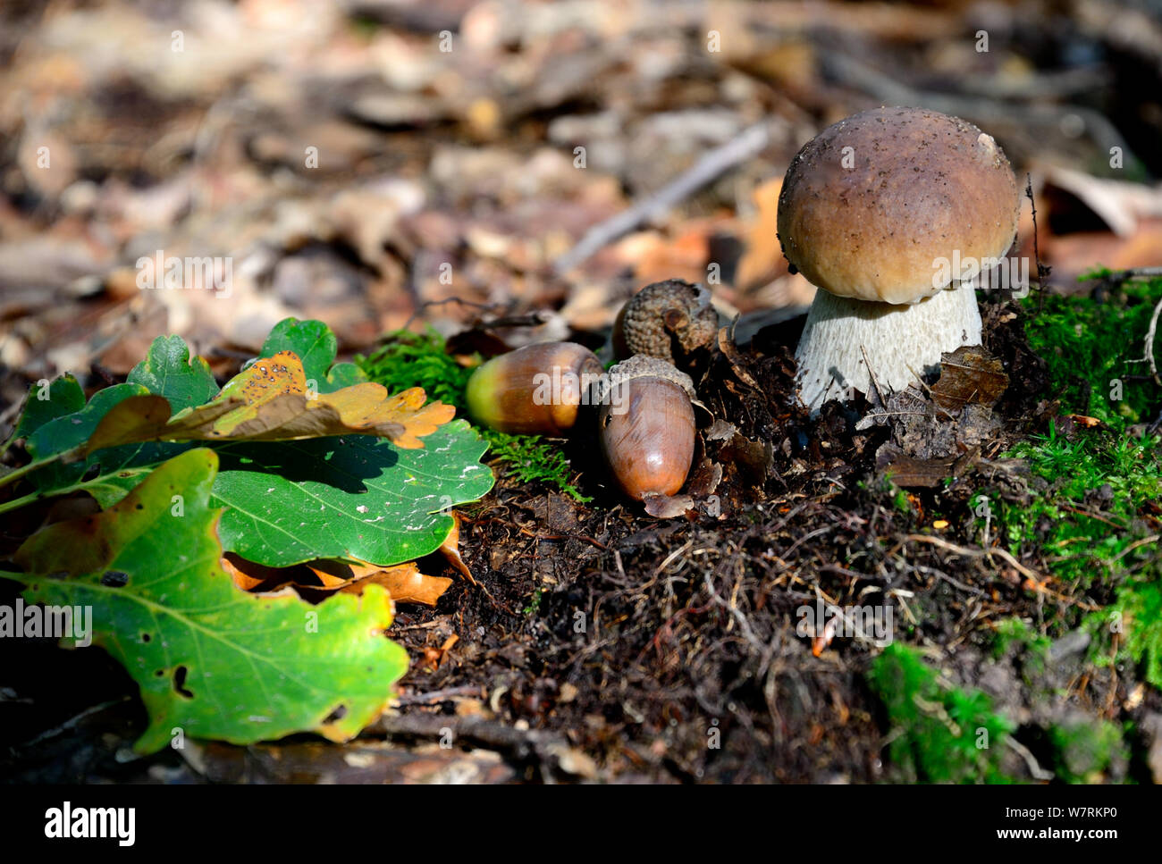 Bolete boletus edulis hi-res stock photography and images - Alamy