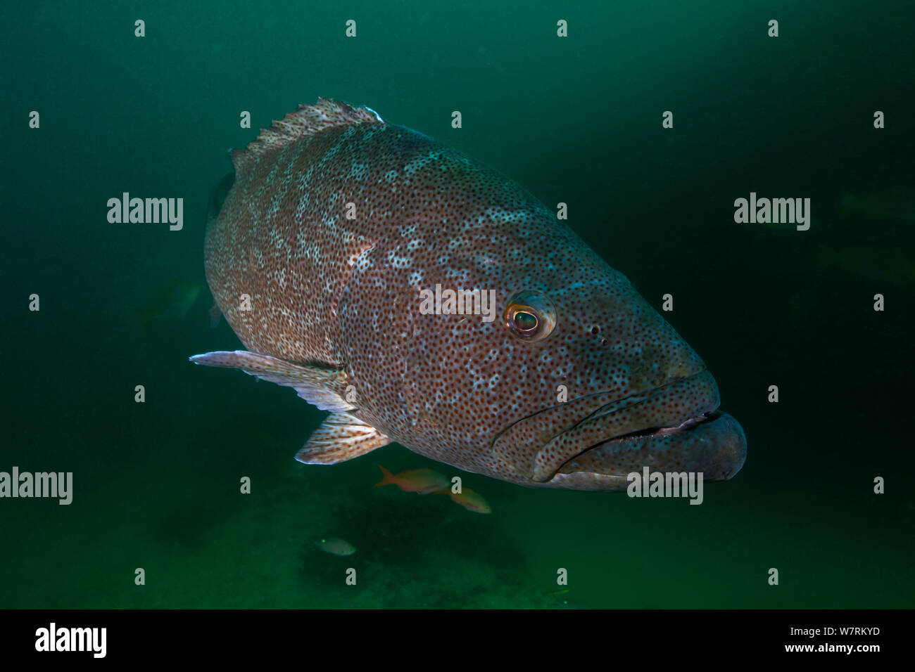 Leopard grouper fish hi-res stock photography and images - Alamy