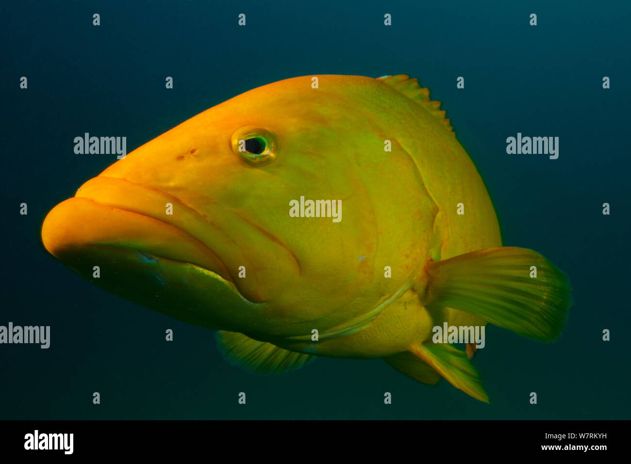 Leopard grouper fish hi-res stock photography and images - Alamy