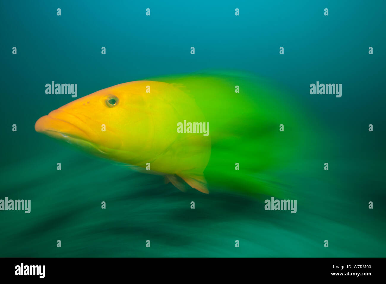 Leopard grouper (Mycteroperca rosacea), yellow morph, IUCN Vulnerable ...