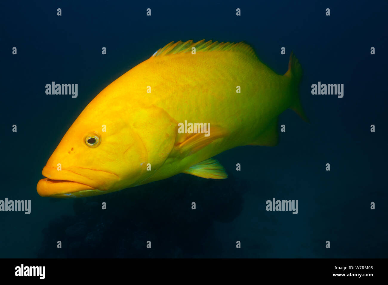 Grouper fish mexico hi-res stock photography and images - Alamy