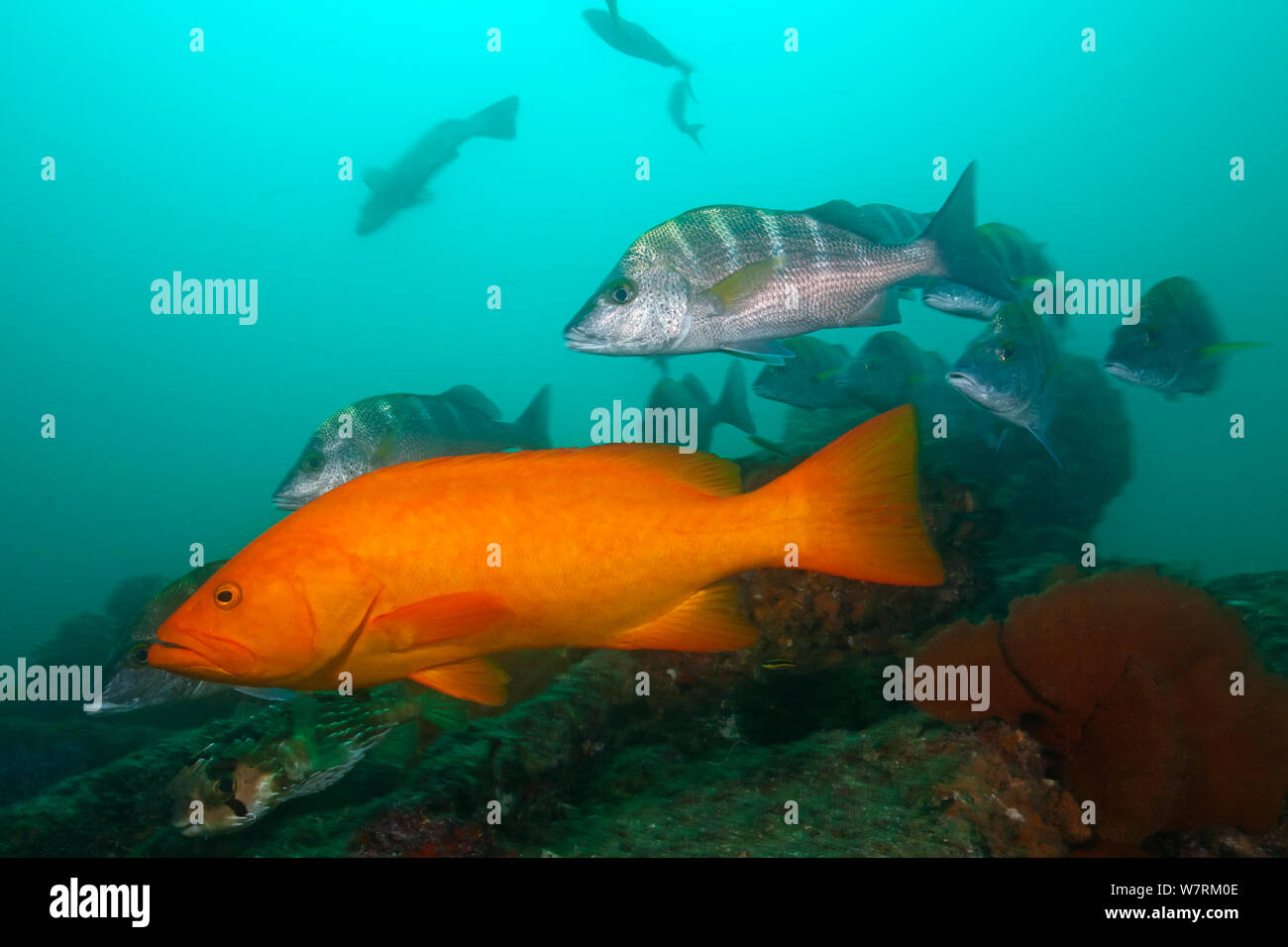 Leopard grouper (Mycteroperca rosacea), IUCN Vulnerable, yellow morph ...