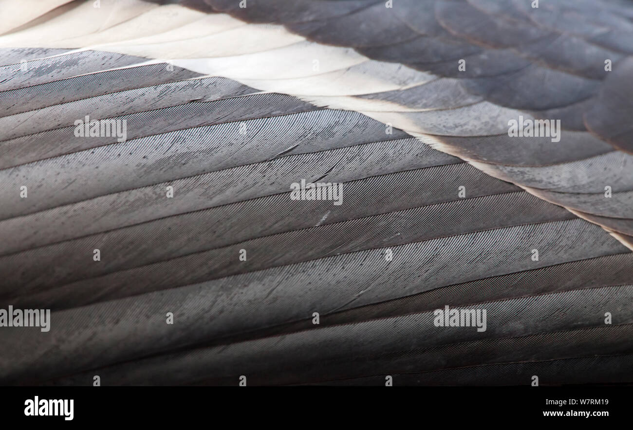 California condor (Gymnogyps californianus) feather detail, IUCN ...