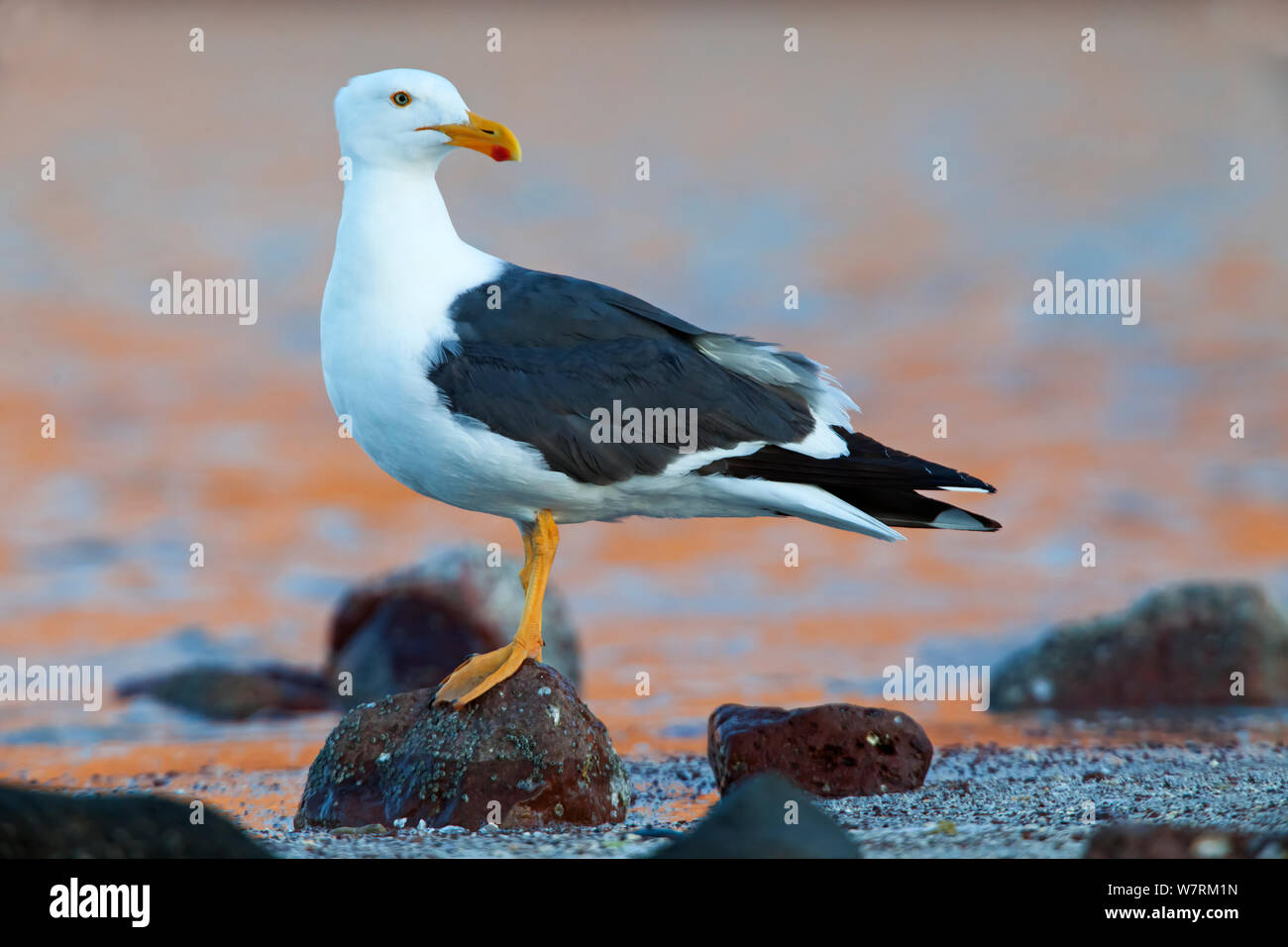 Yellow footed gull (Larus livens), Espiritu Santo Island National Park ...