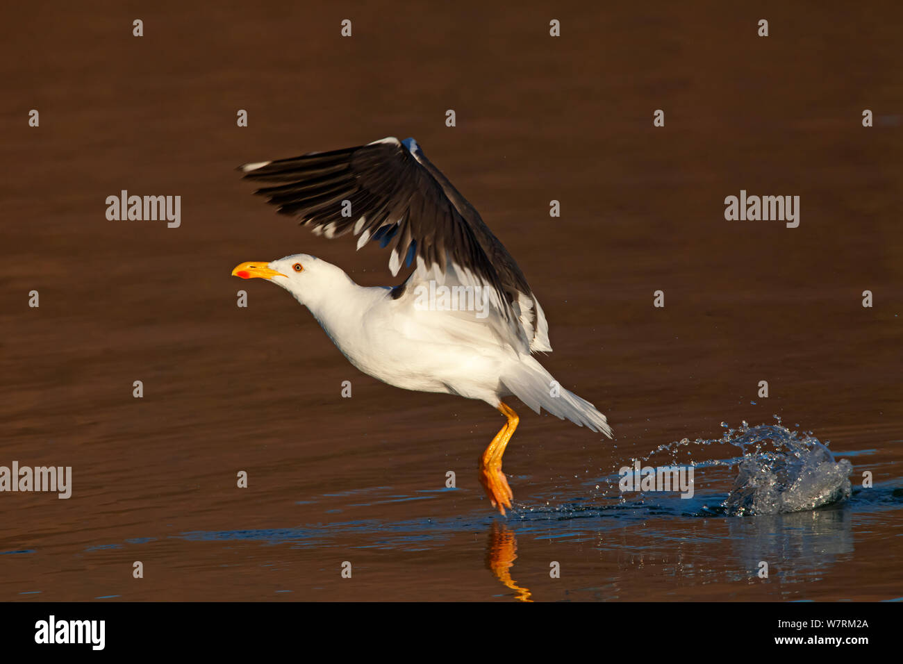 Yellow legged gull (Larus livens) taking off, El Requeson beach, Bahia ...