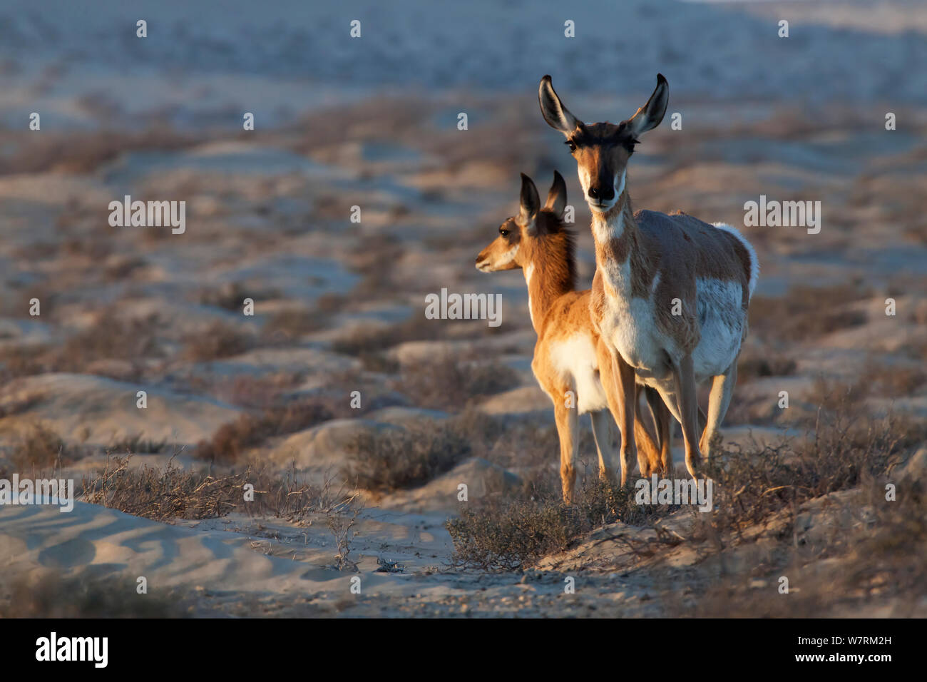 Peninsular pronghorn antelope (Antilocapra americana peninsularis ...