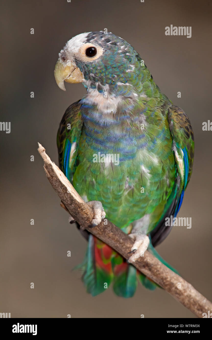 White crowned parrot (Pionus senilis), captive Stock Photo - Alamy