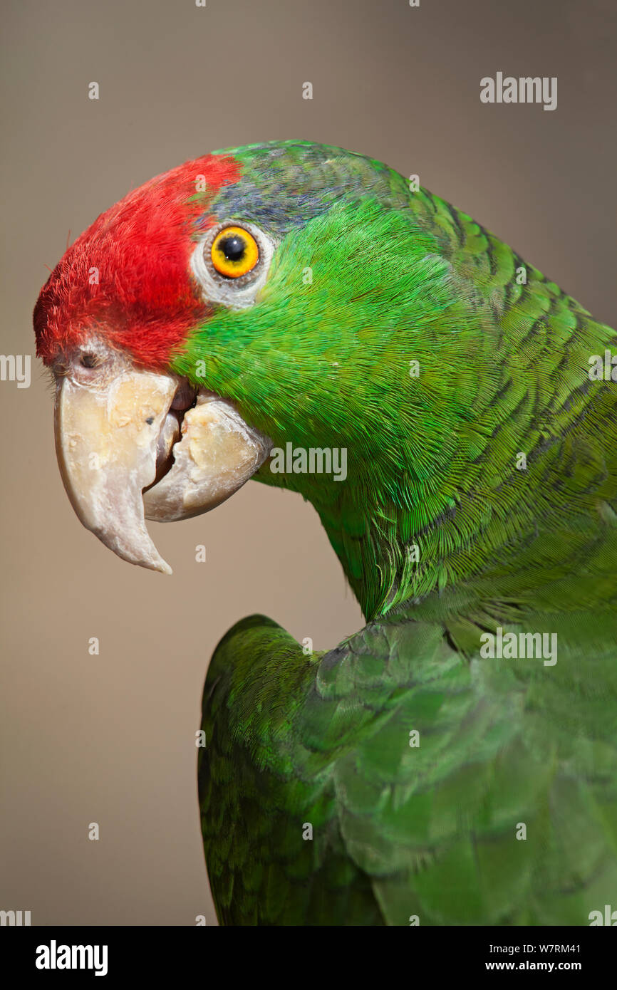 Red crowned amazon parrot (Amazona viridigenalis), IUCN Endangered ...