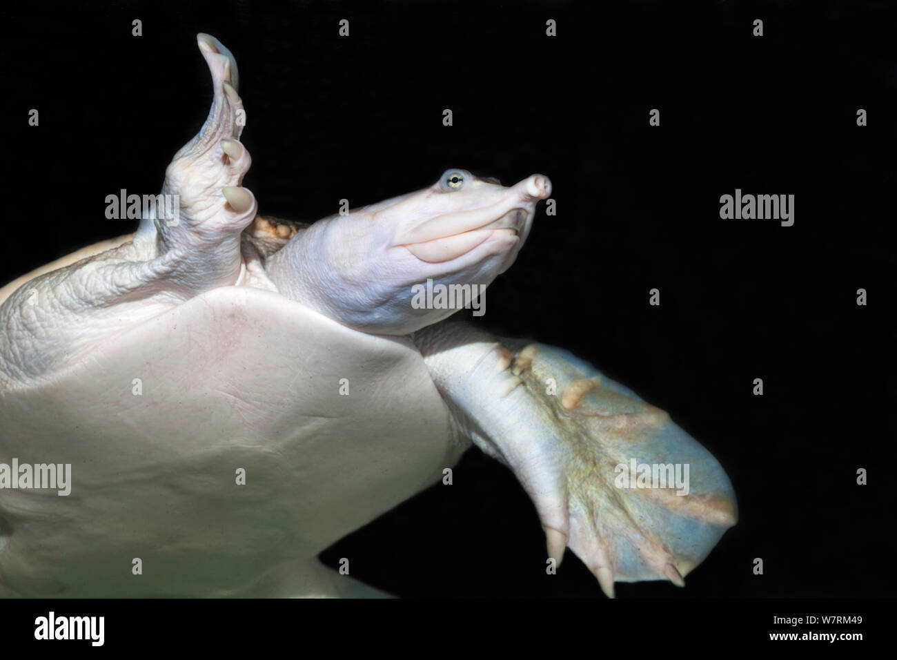 Spiny softshell turtle hi-res stock photography and images - Alamy