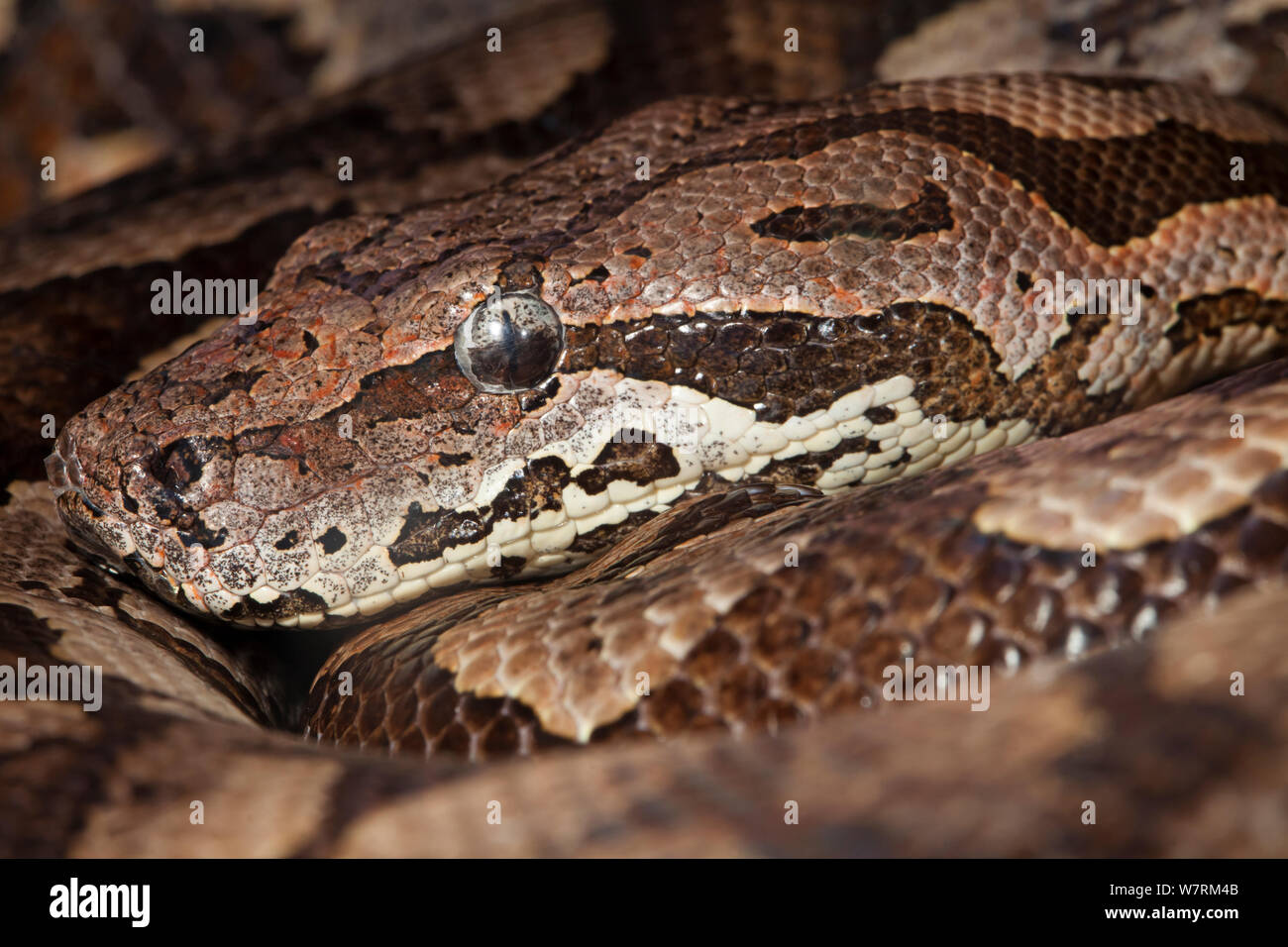 Dumeril's boa (Acrantophis dumerili), captive Stock Photo - Alamy