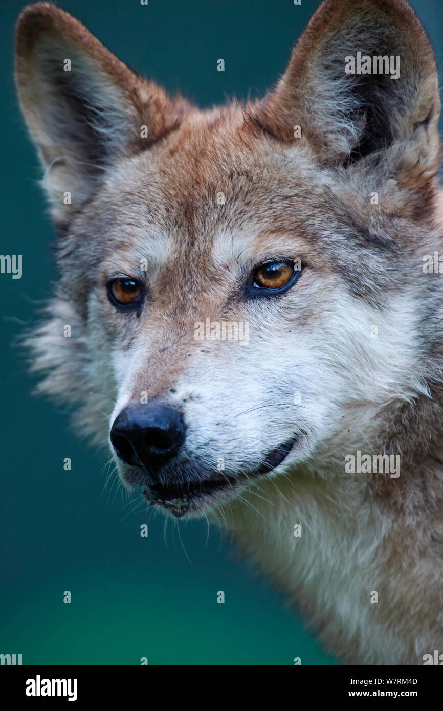 Mexican Wolf Extinct In WCC: Preserving Endangered Wolves | LEX
