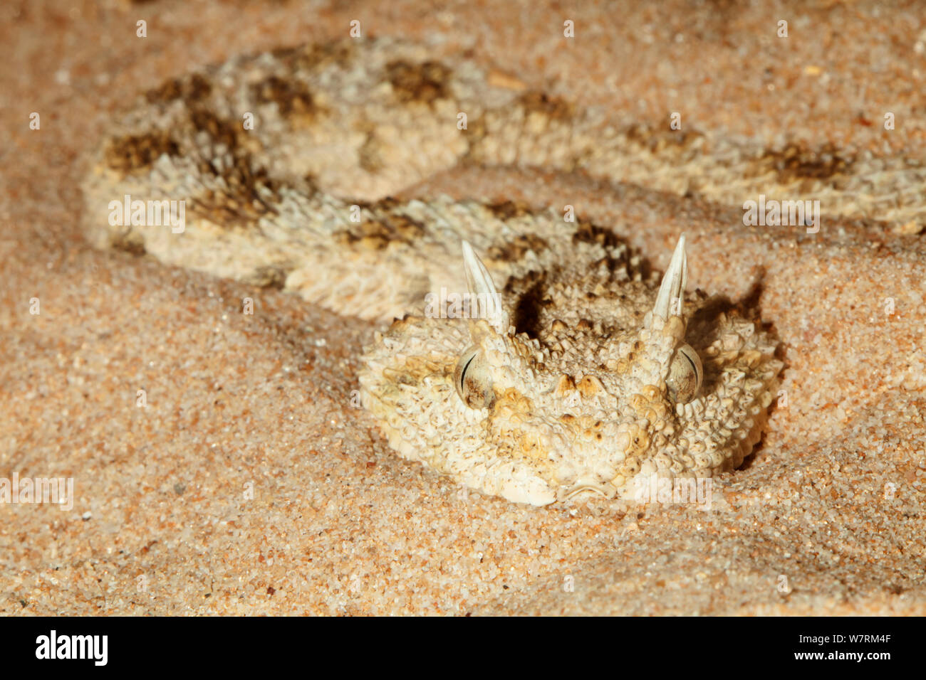 African horned viper cerastes cerastes hi-res stock photography and ...