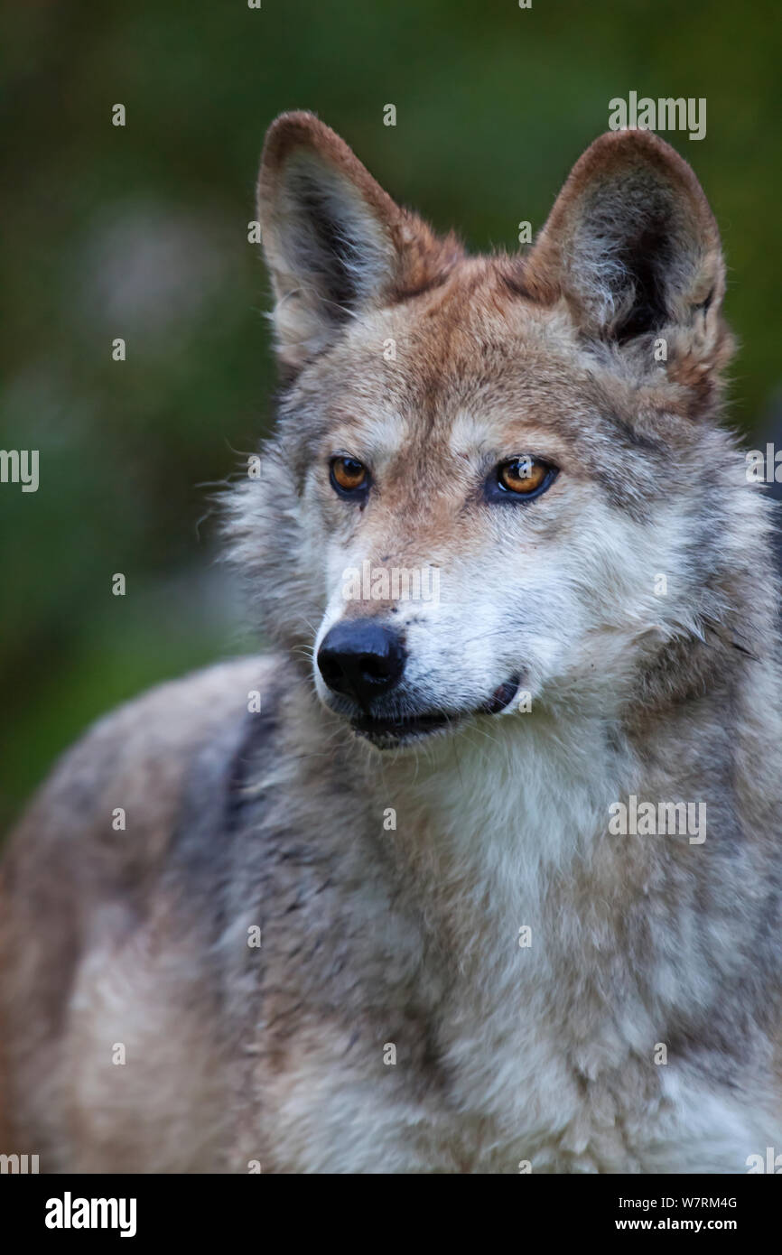 Grey wolf subspecies hi-res stock photography and images - Alamy