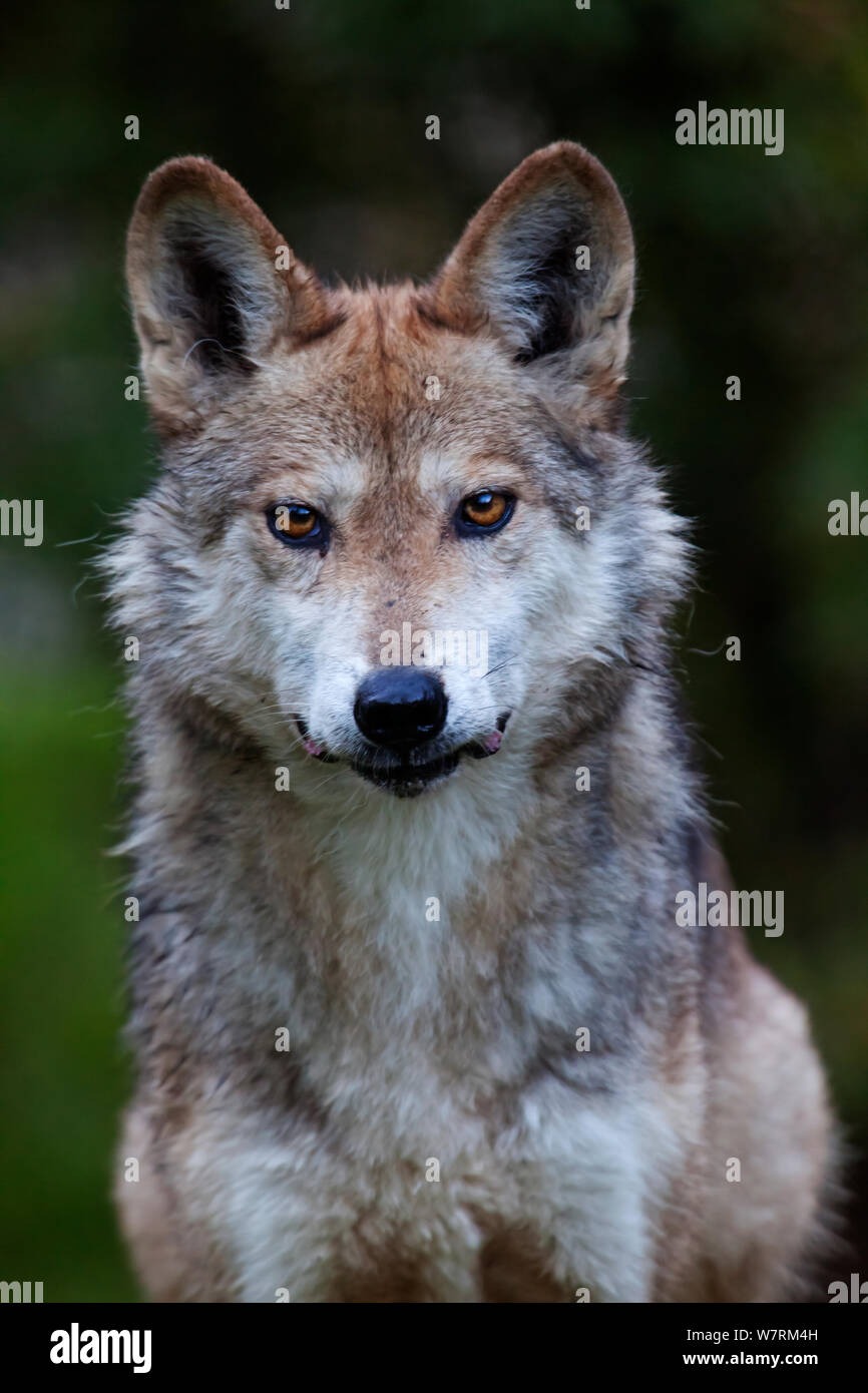 Grey wolf subspecies hi-res stock photography and images - Alamy