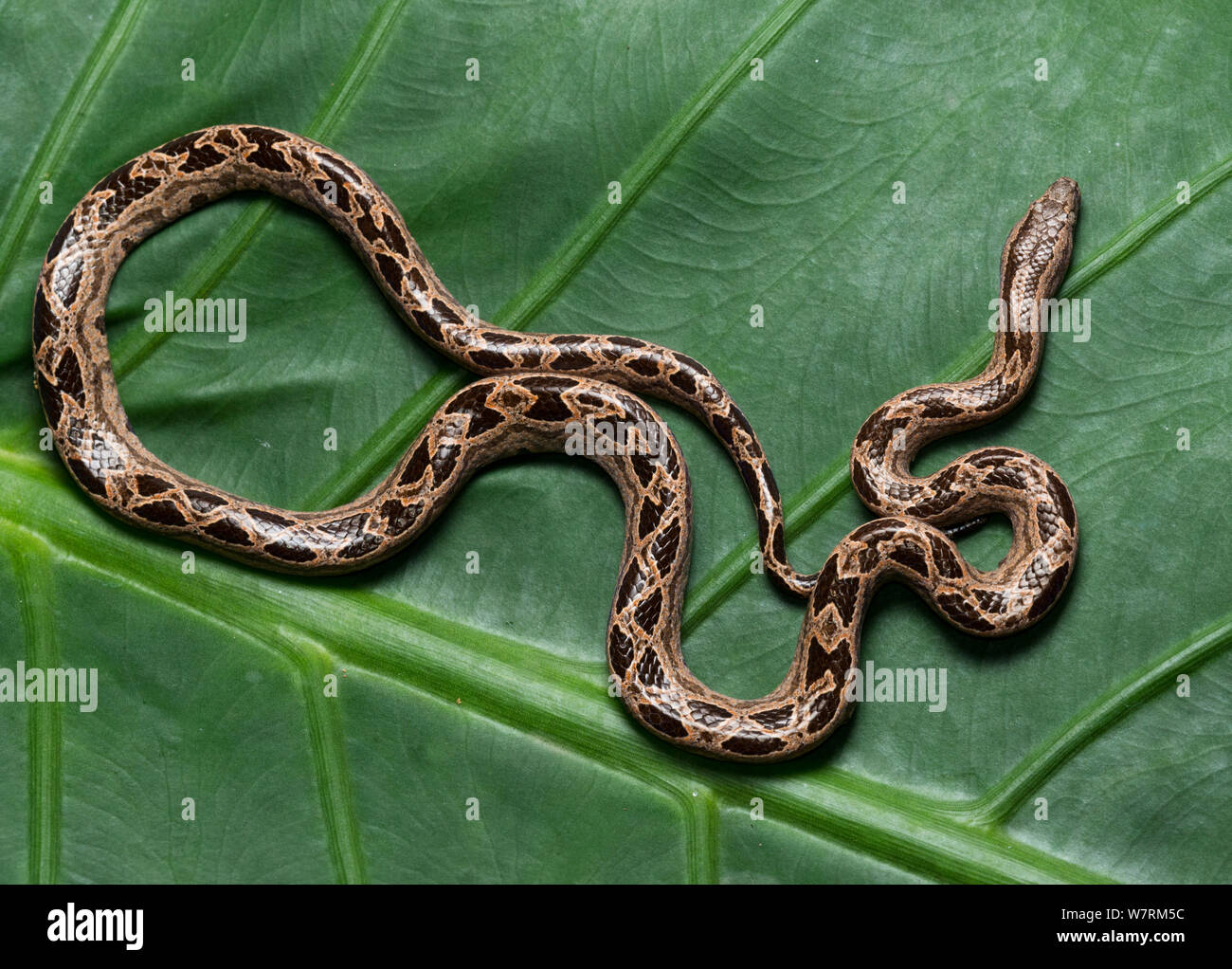 Panamanian dwarf boa hi-res stock photography and images - Alamy