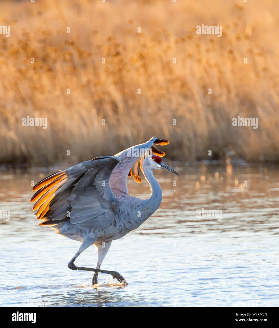 Crane with wings spread hi-res stock photography and images - Alamy