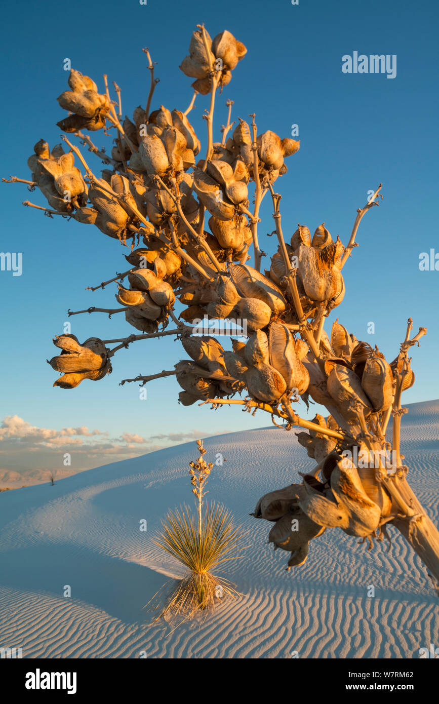 Yucca angustifolia hi-res stock photography and images - Alamy