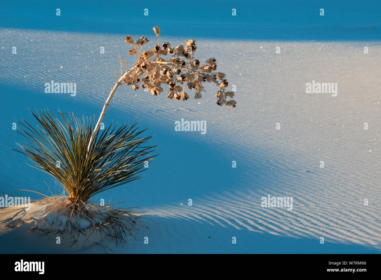 Yucca angustifolia hi-res stock photography and images - Alamy