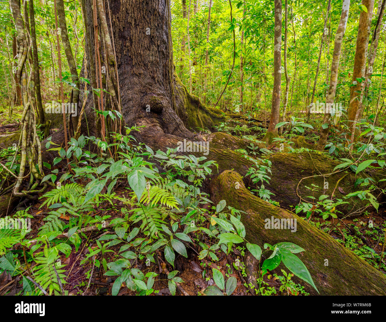 Tropical rainforest jungle with the giant Garlic tree (Caryocar ...