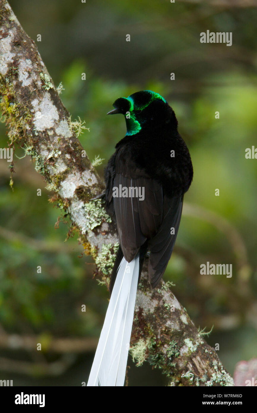 Ribbon tailed astrapia hi-res stock photography and images - Alamy