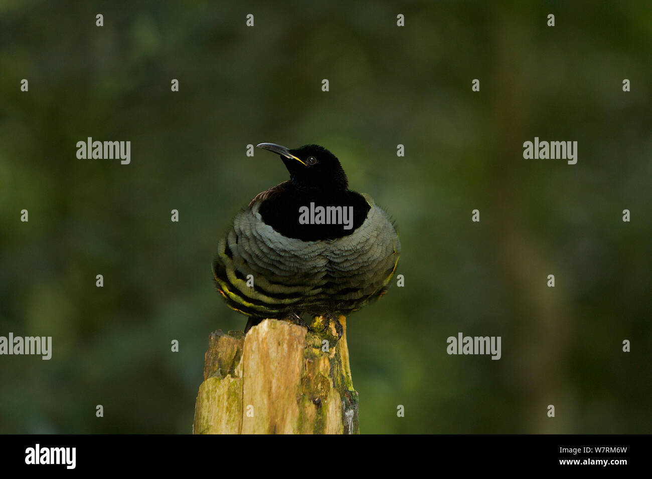 Victoria's Riflebird (Ptiloris victoriae) male on display perch ...