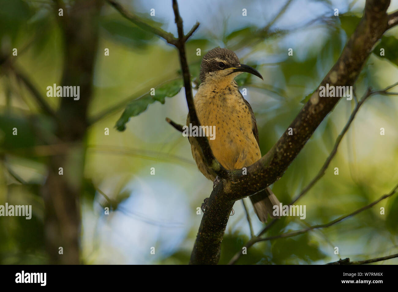 Victoria's Riflebird (Ptiloris victoriae) female perched in the ...