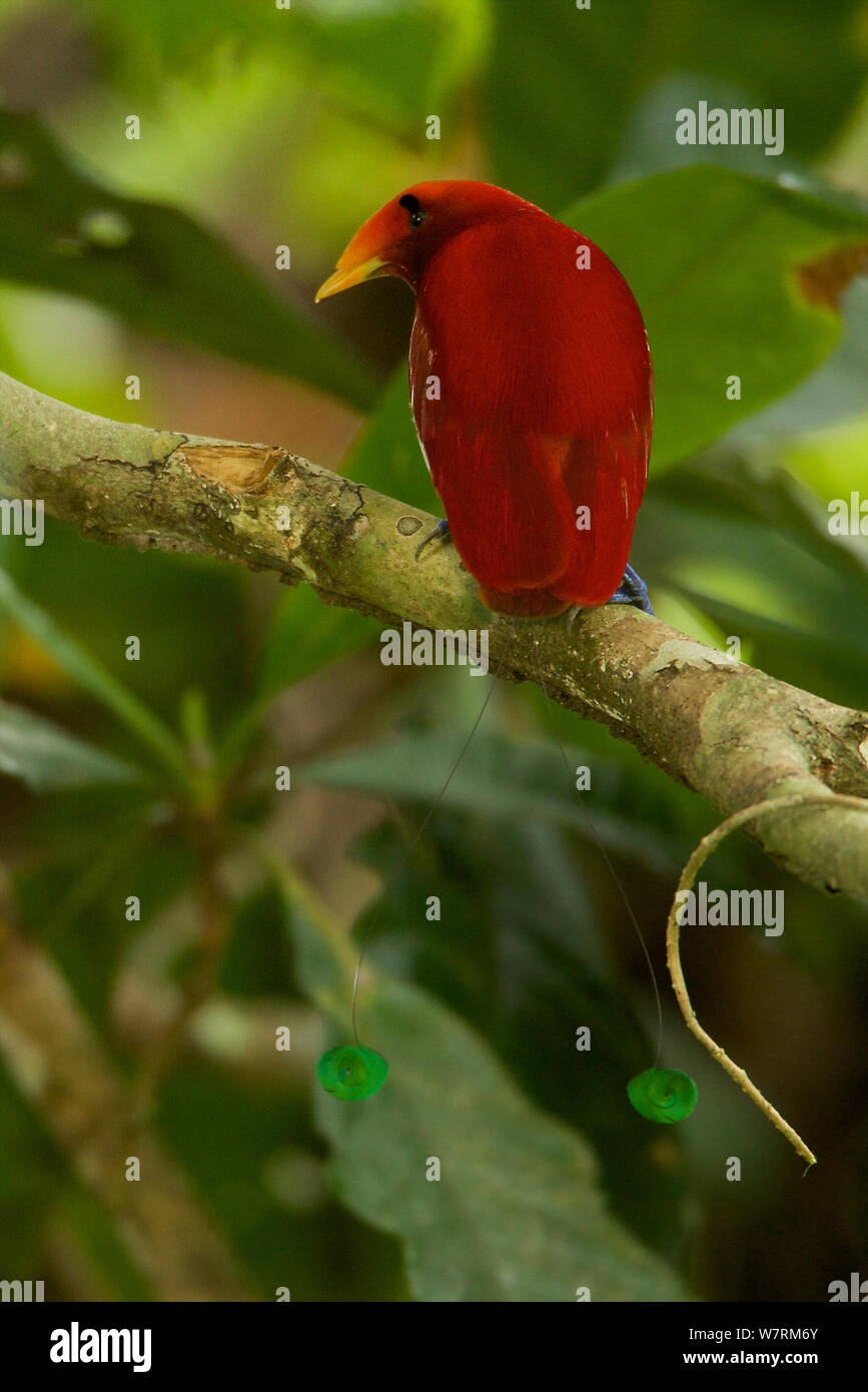 Paradisea regius hi-res stock photography and images - Alamy