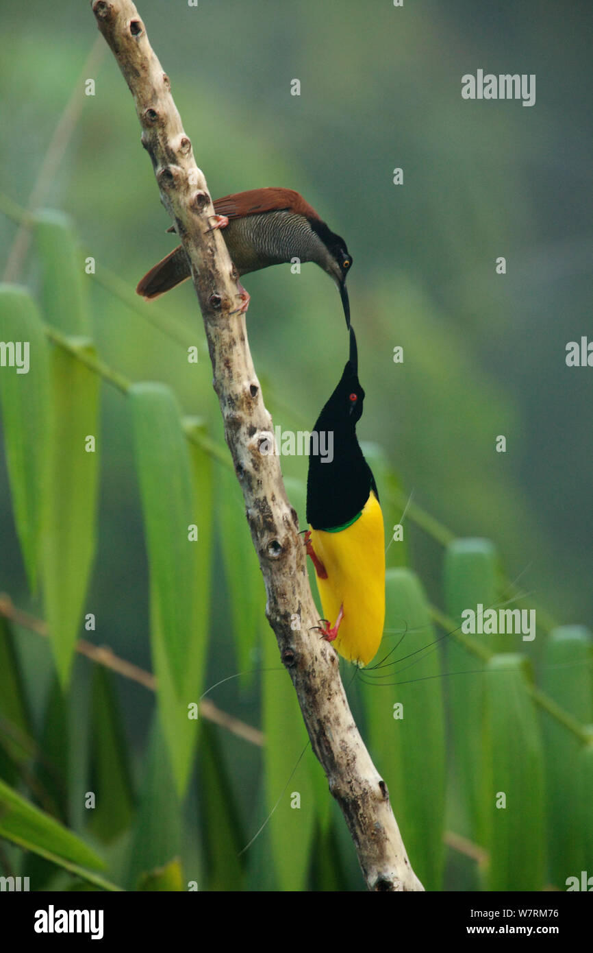 The twelve wired bird of paradise a hi-res stock photography and images ...