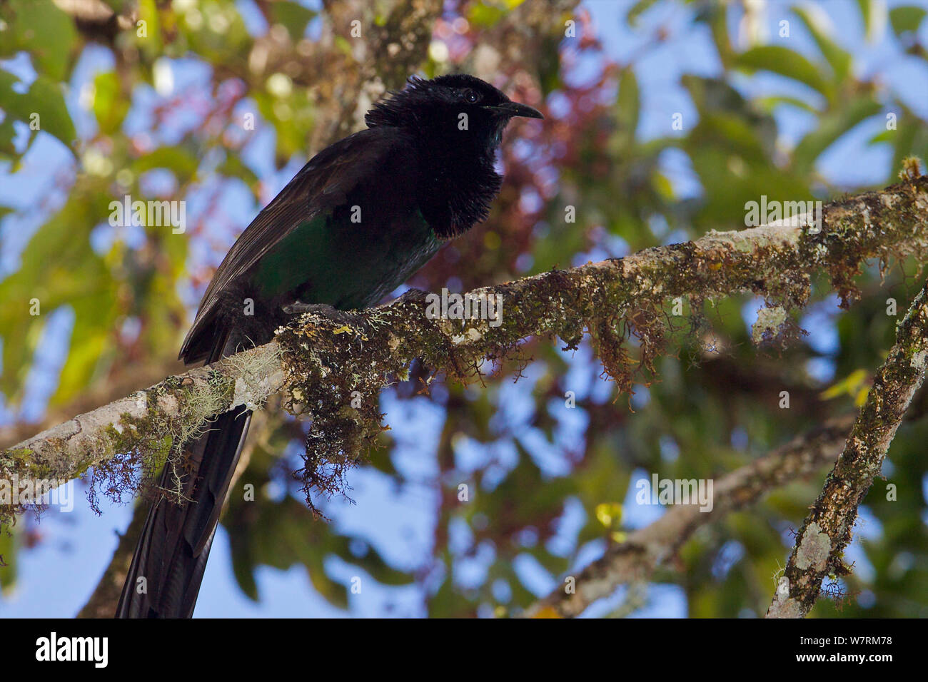 Astrapia papua new guinea hi-res stock photography and images - Alamy