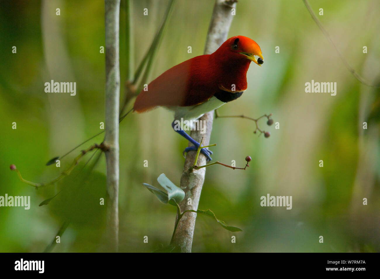 King bird of paradise hi-res stock photography and images - Alamy