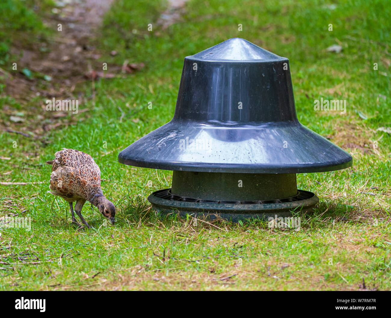 Pheasant feeder hi-res stock photography and images - Alamy