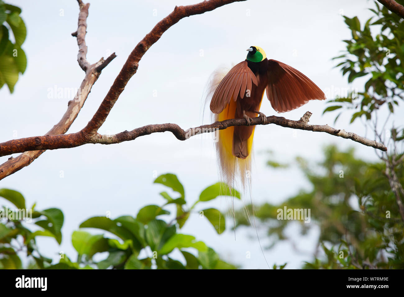 Greater Bird of Paradise (Paradisaea apoda) adult male performing ...