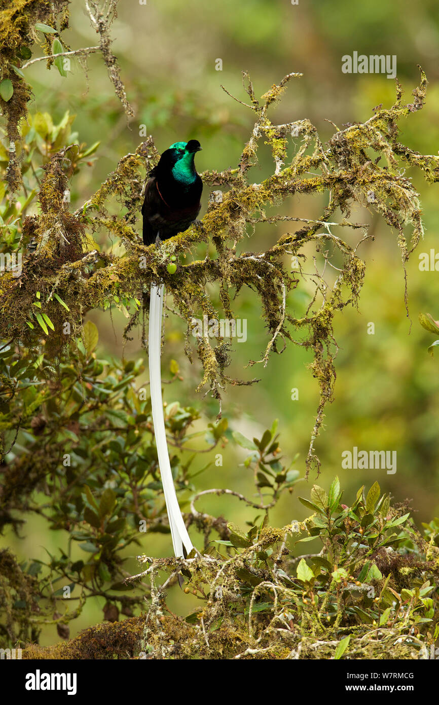 Ribbon tailed astrapia hi-res stock photography and images - Alamy