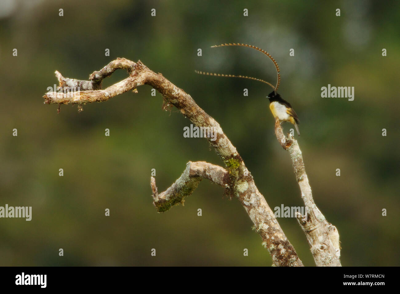 King Of Saxony Bird Of Paradise