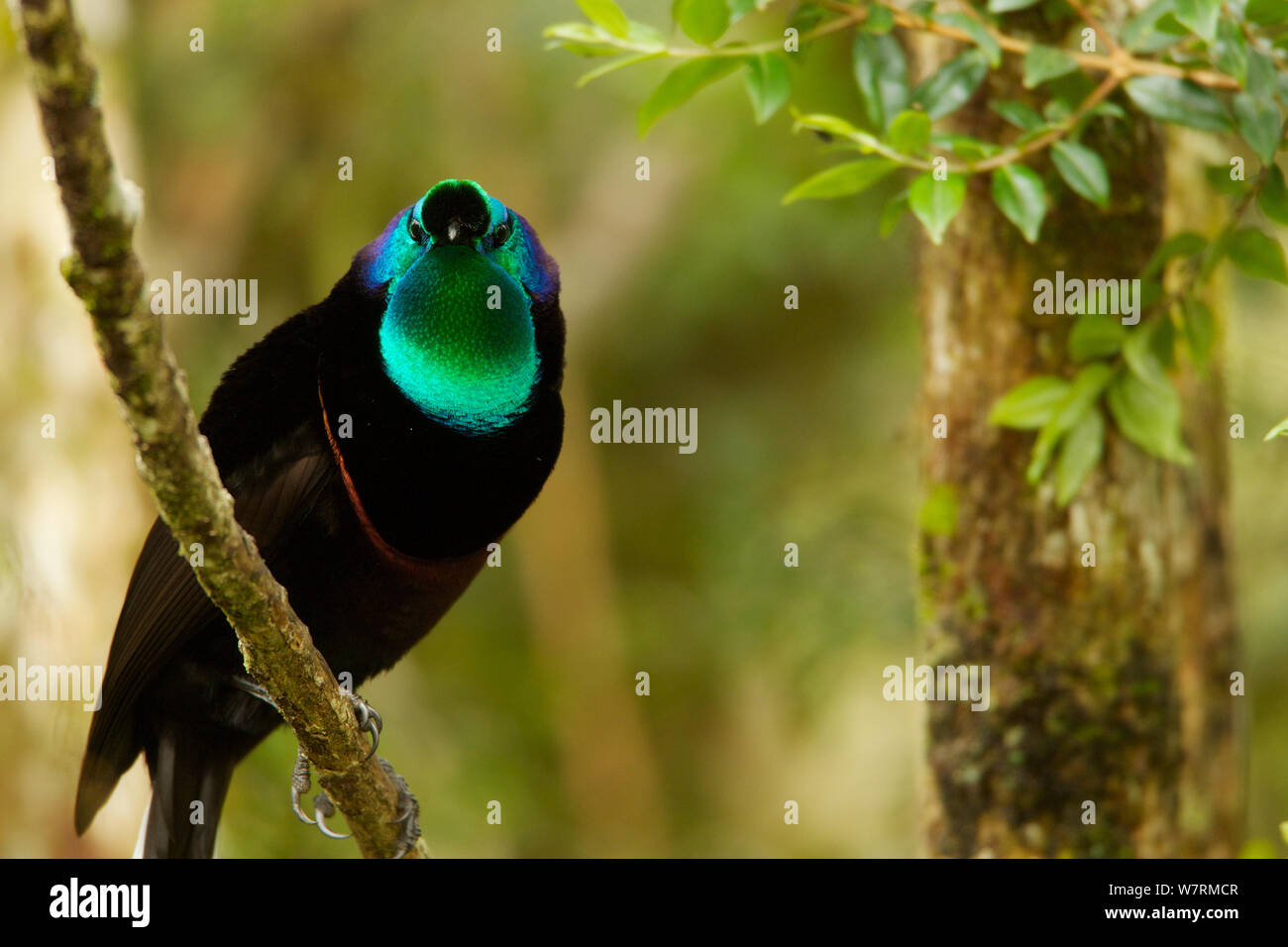 Shaw mayer's astrapia hi-res stock photography and images - Alamy