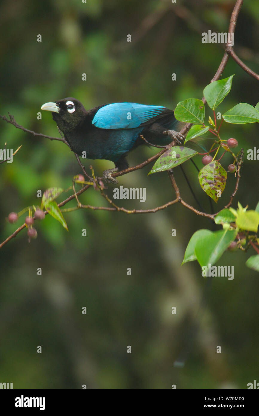 Paradisaea Rudolphi Blue Bird Paradise High Resolution Stock ...