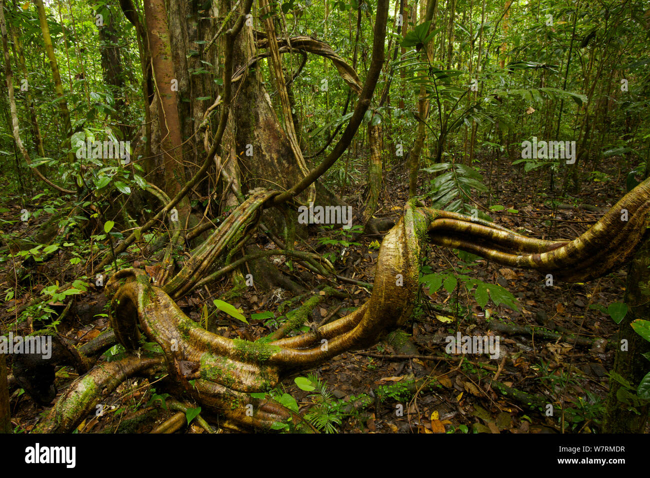 Papua new guinea tree hi-res stock photography and images - Alamy
