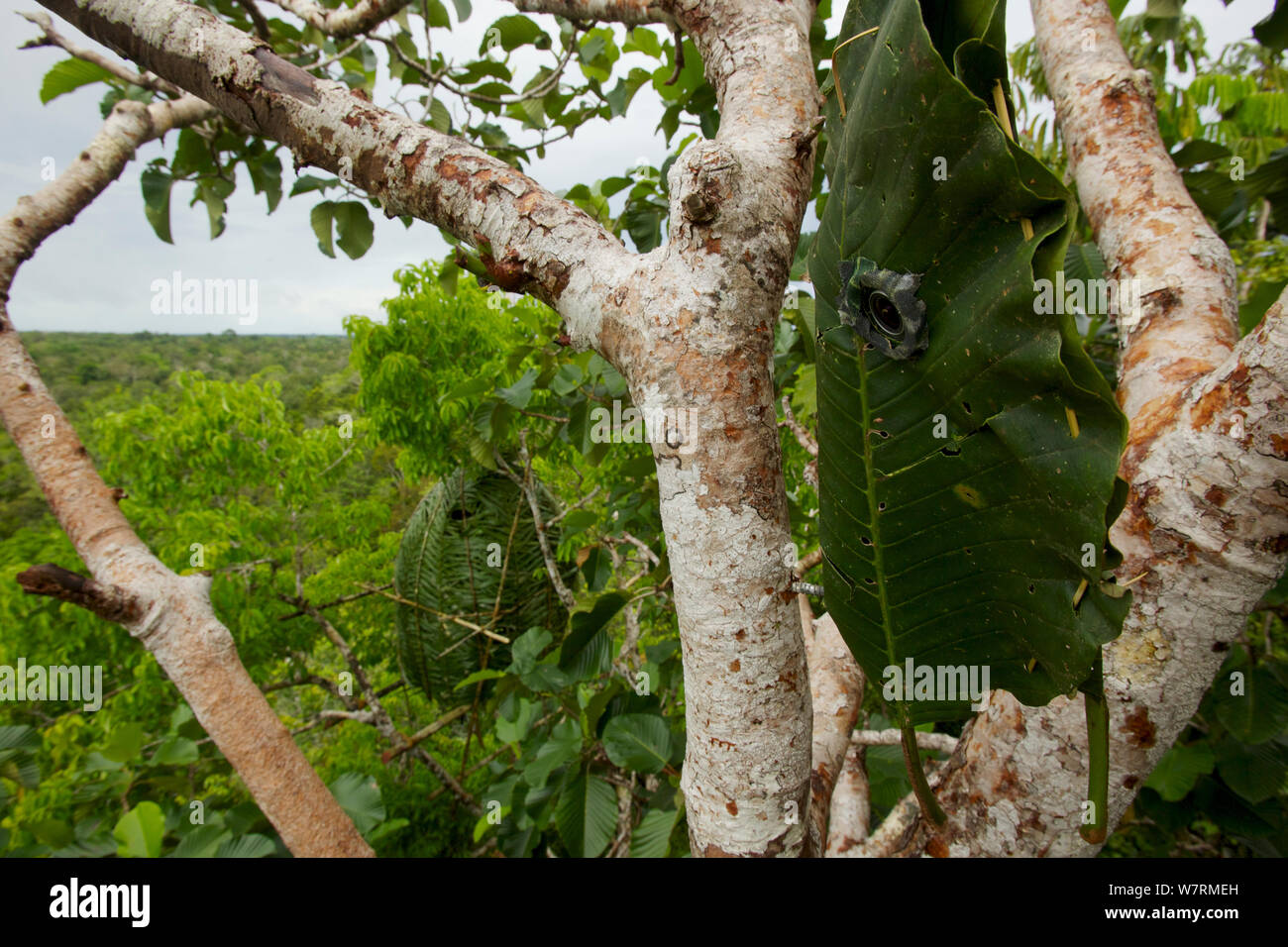 Leaf cam small GoPro camera hidden between two leaves to record video ...