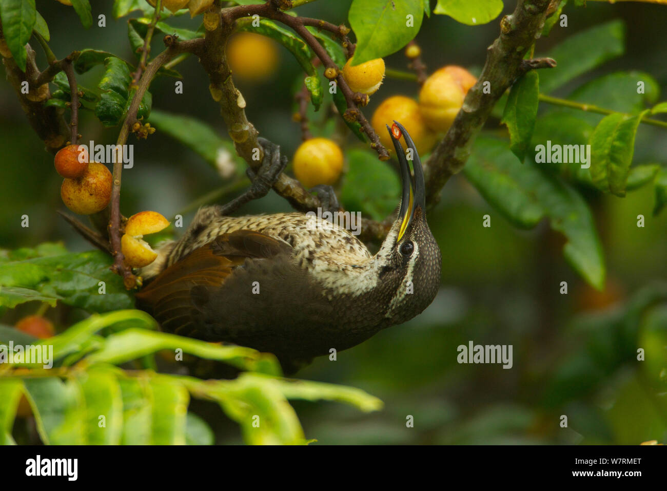 Paradise Riflebird (Ptiloris paradiseus) Female or young male bird ...