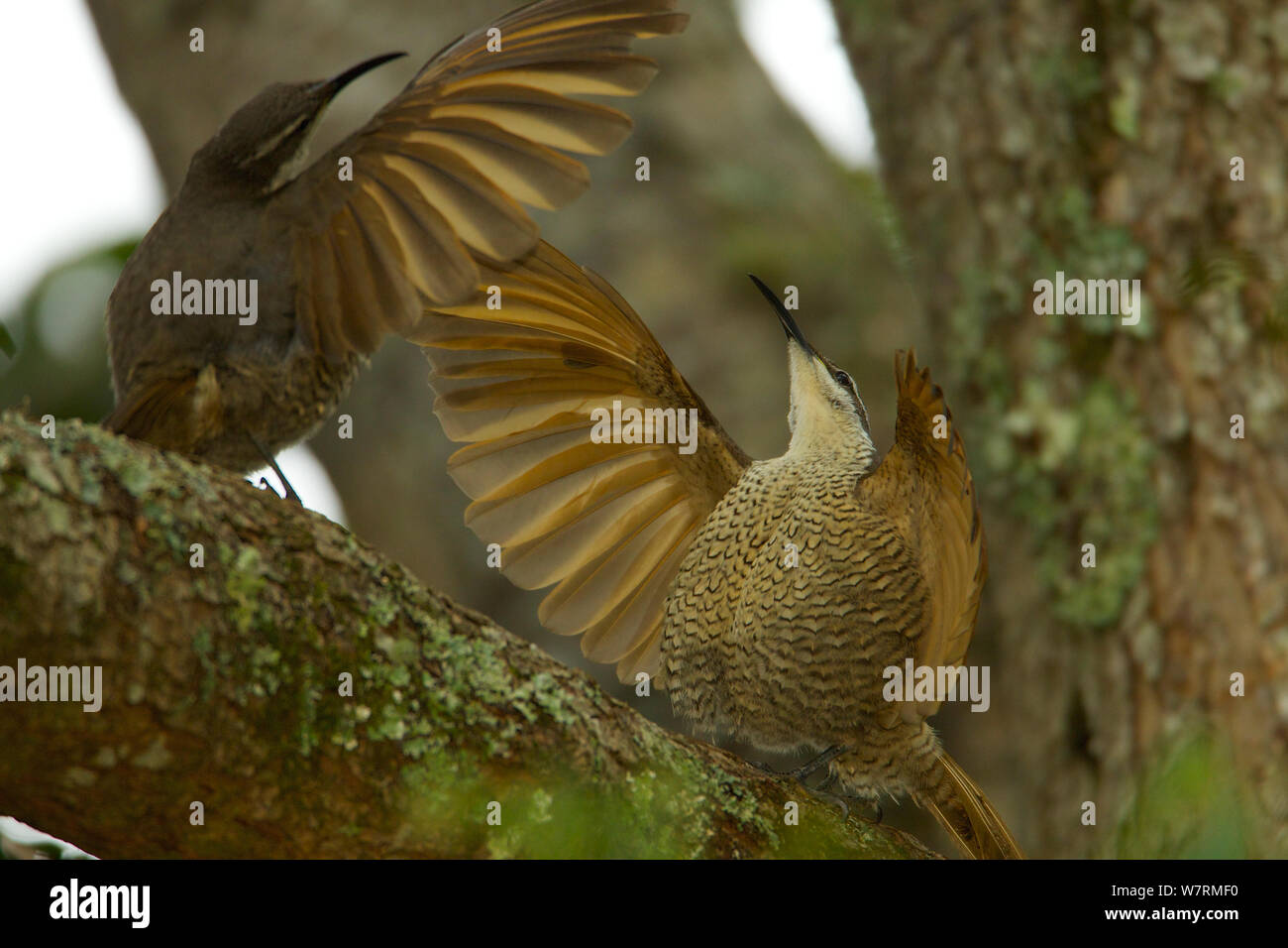 Paradise Riflebird Display