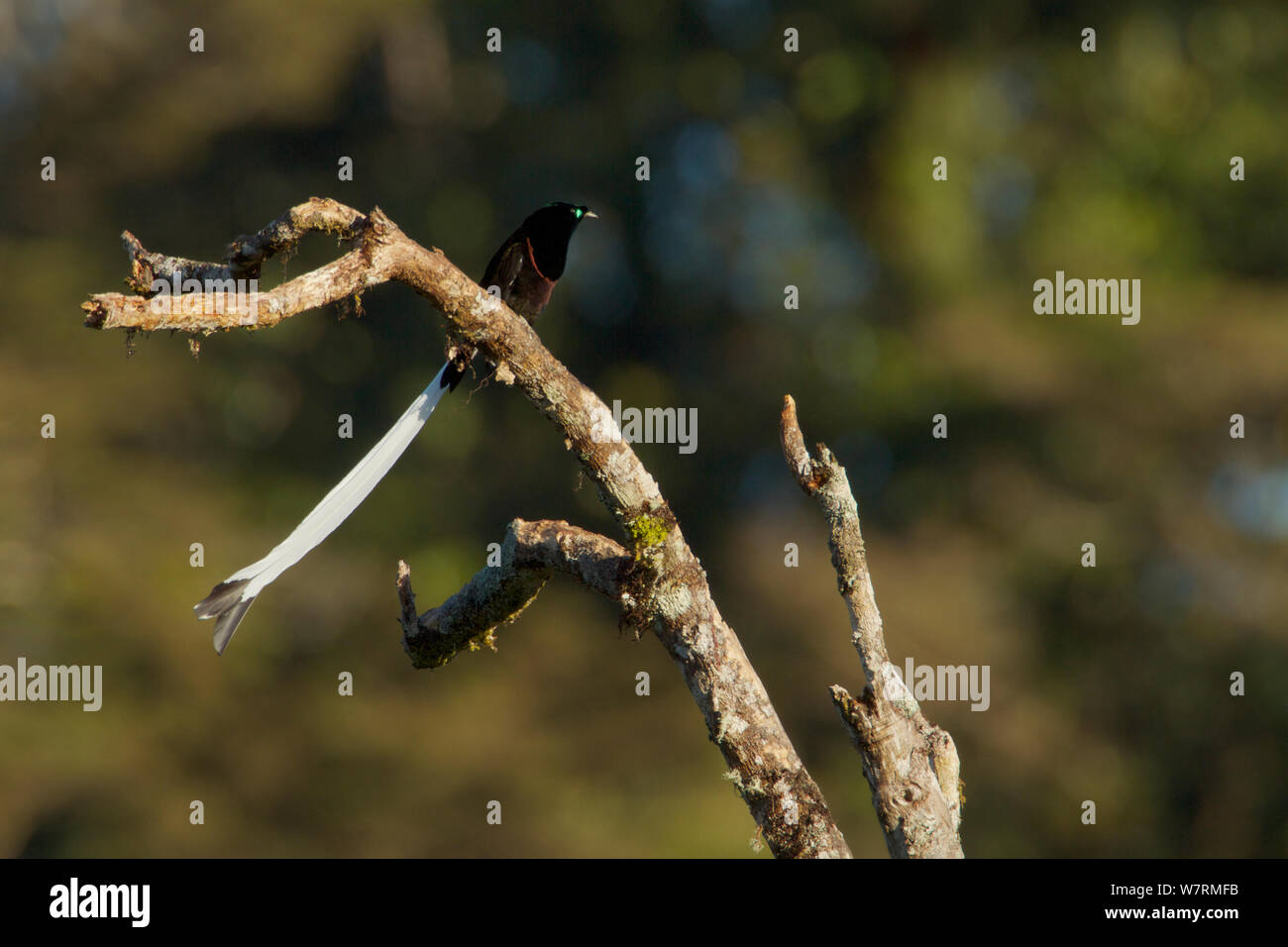 Ribbon tailed astrapia hi-res stock photography and images - Alamy
