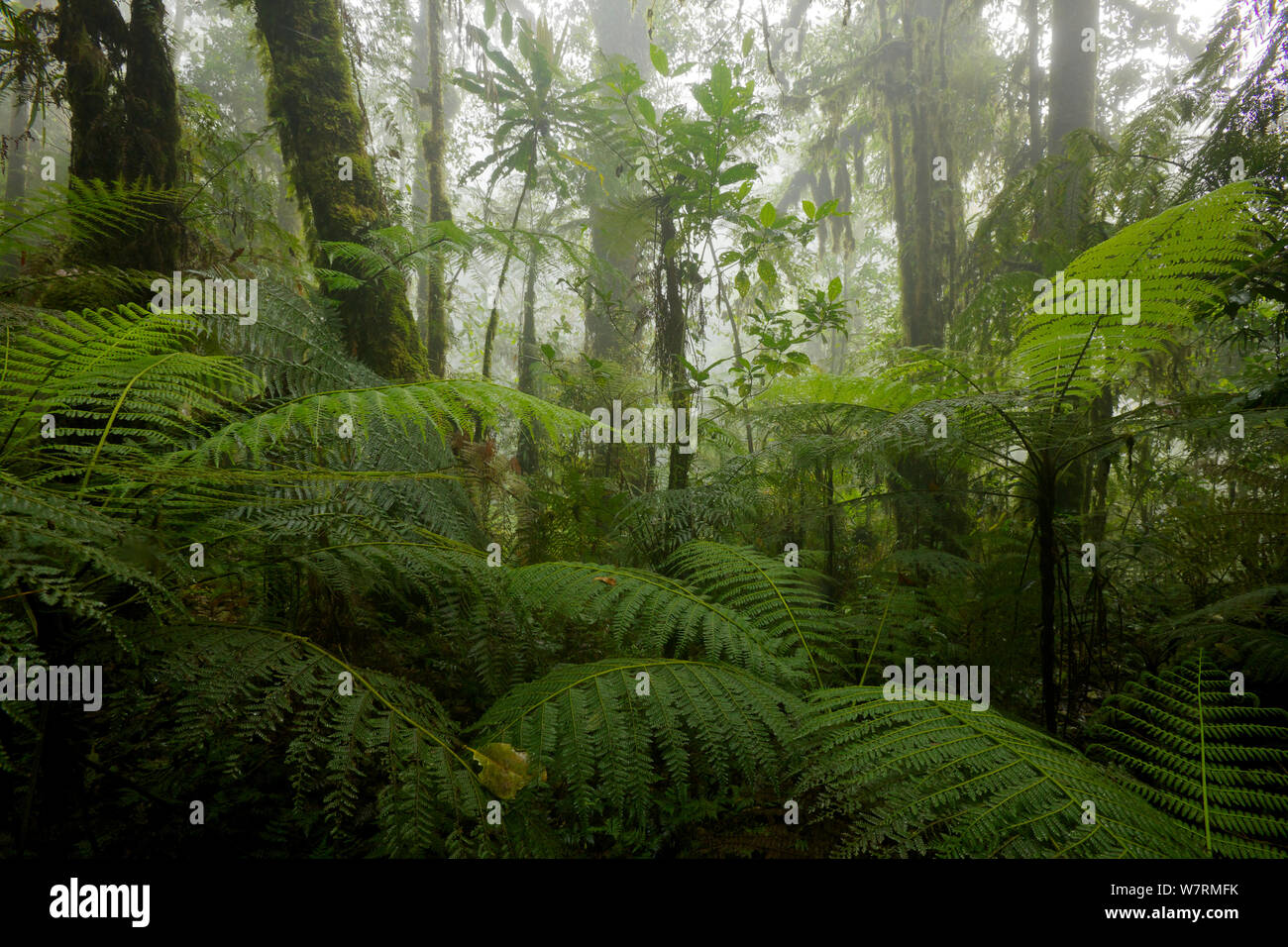 Fern forest new guinea hi-res stock photography and images - Alamy