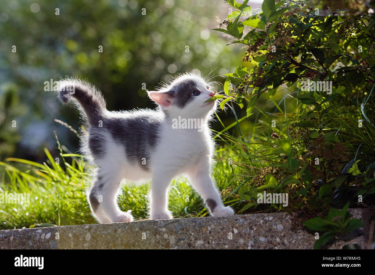 Kitten exploring hi-res stock photography and images - Alamy