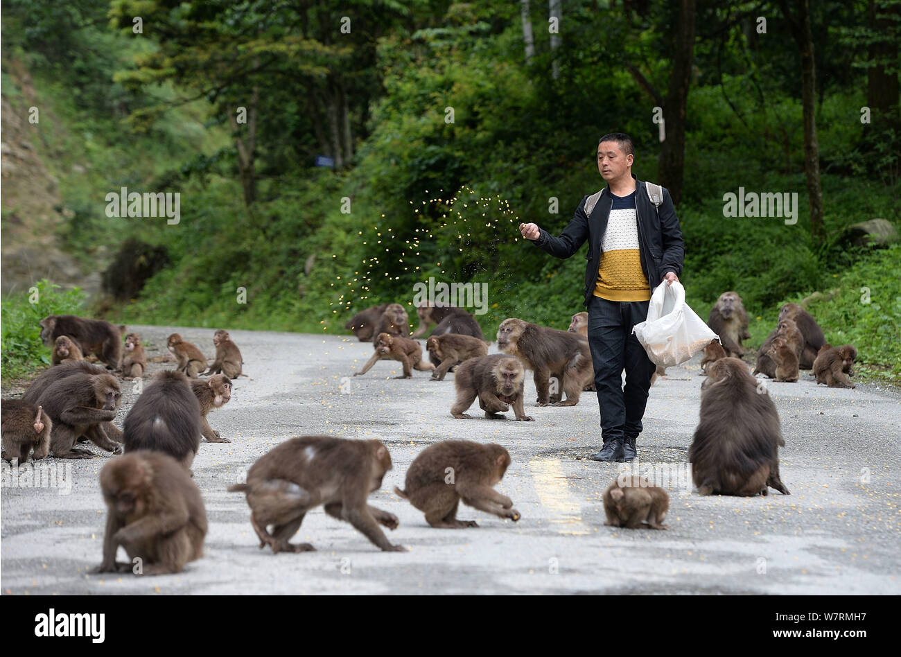 Chinese monkeys hi-res stock photography and images - Alamy